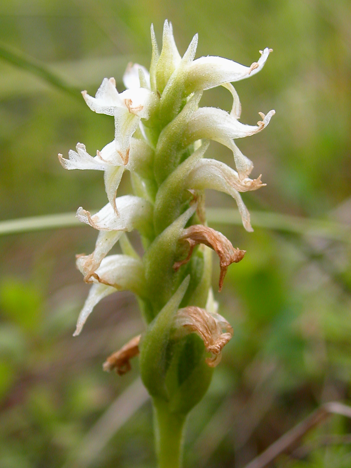 Orchidaceae (Orchid Family)