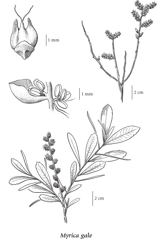 Myrica gale