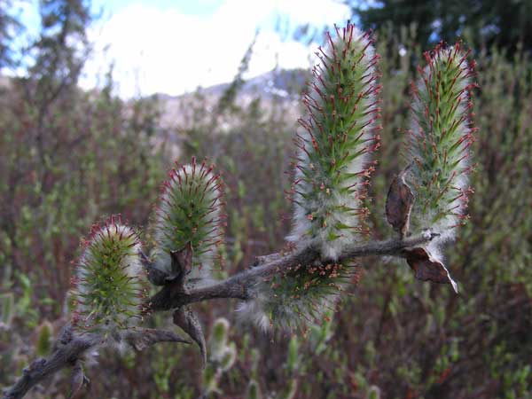 Salix alexensis