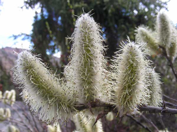 Salix alexensis