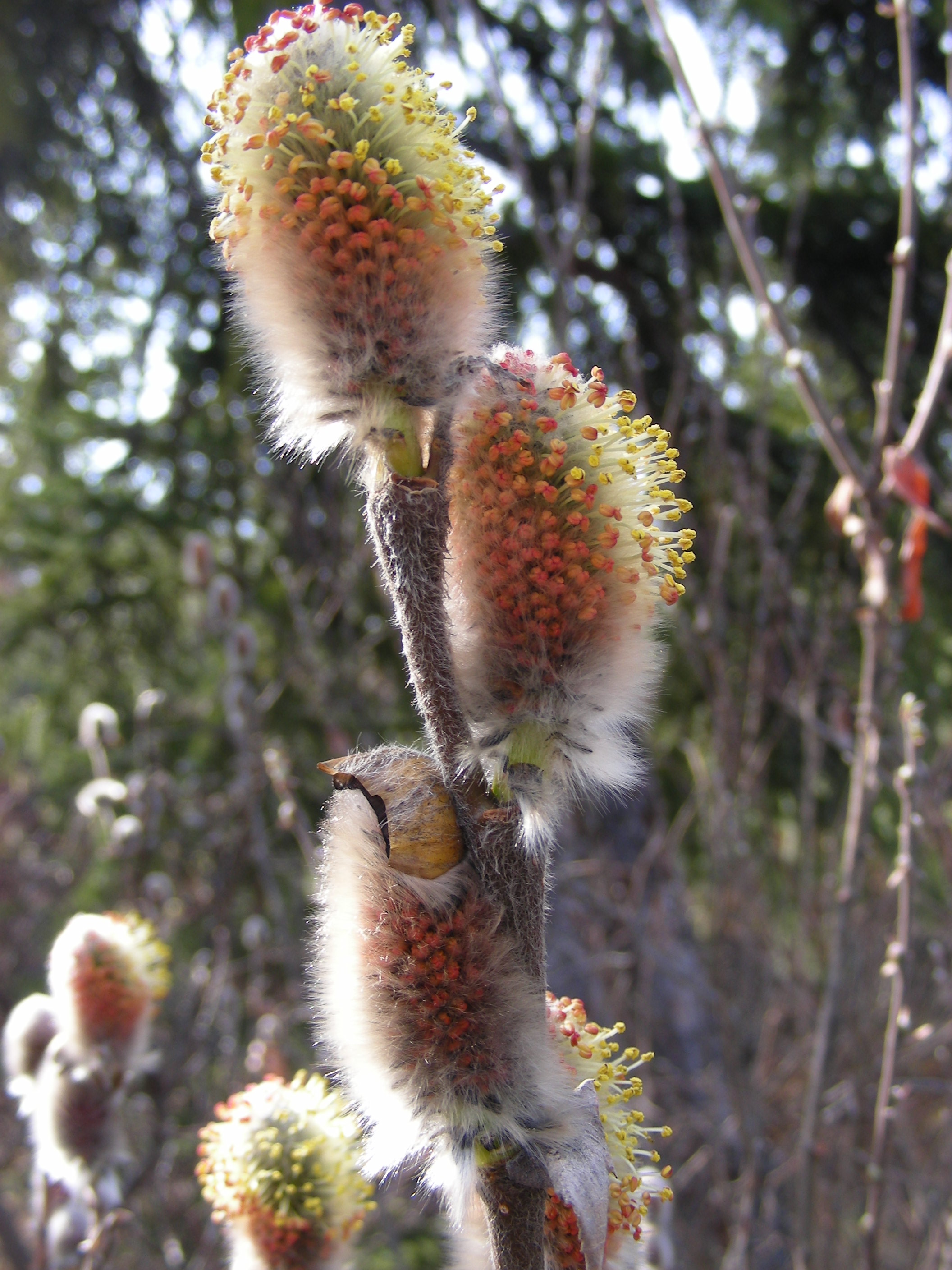 Salix glauca