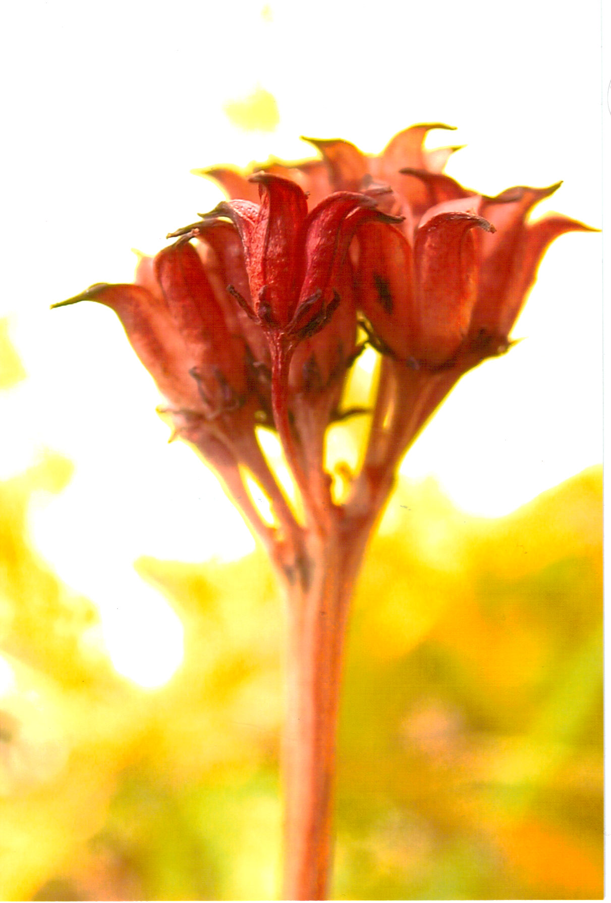 Rhodiola rosea