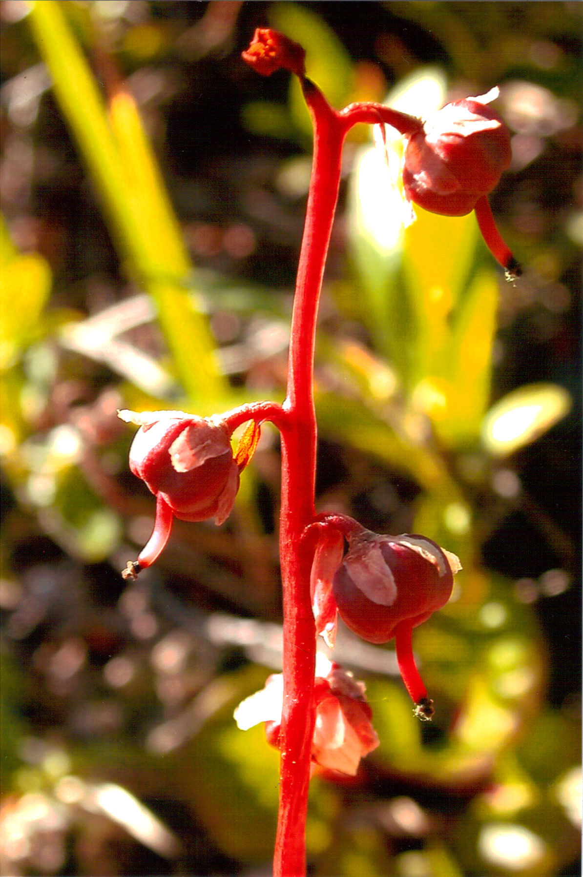 Pyrola grandiflora