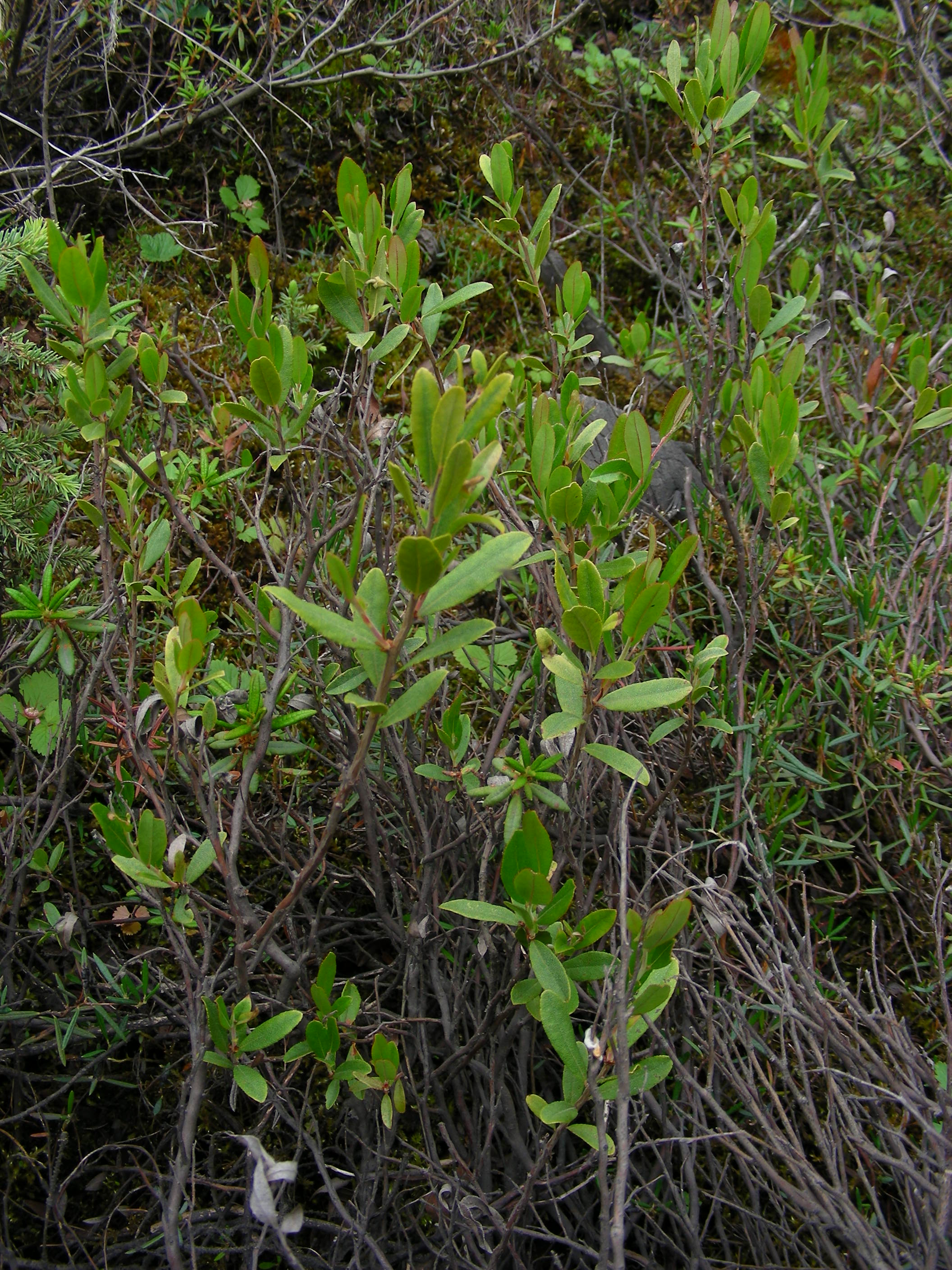 Chamaedaphne calyculata