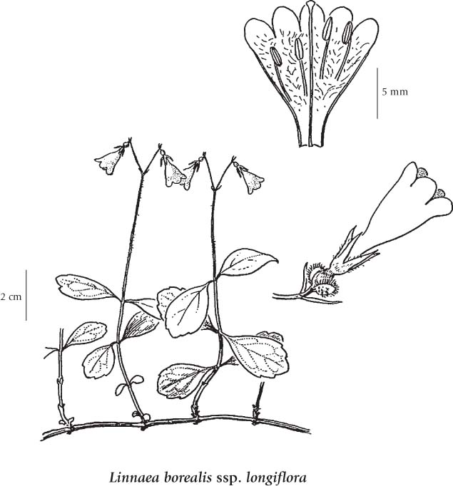 Linnaea borealis
