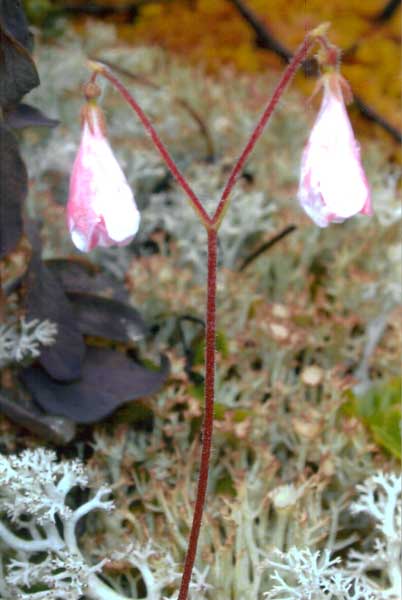 Linnaea borealis