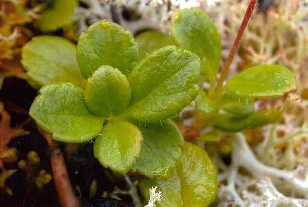 Linnaea borealis
