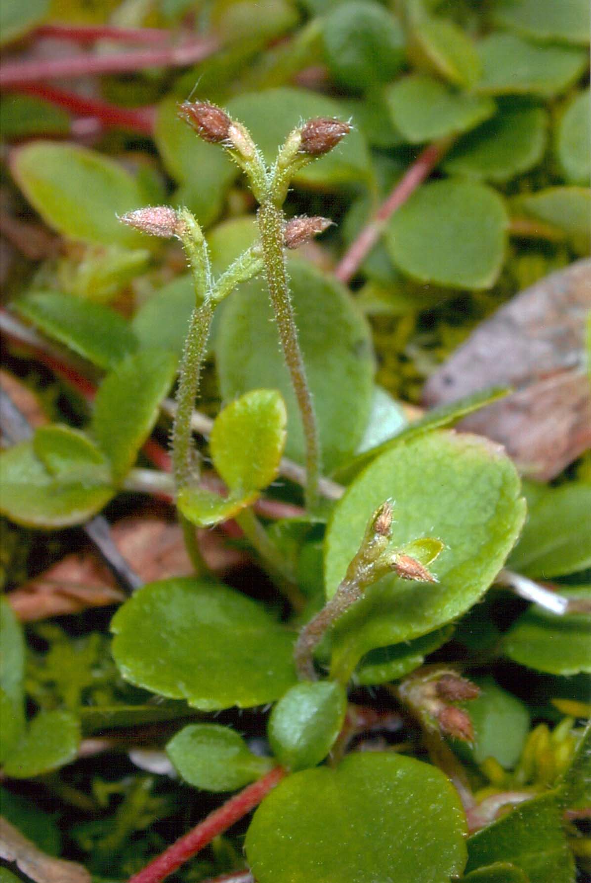 Linnaea borealis