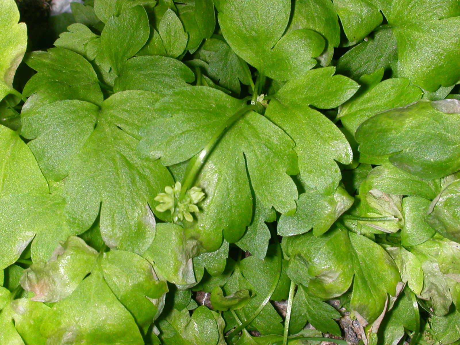 Adoxa moschatellina